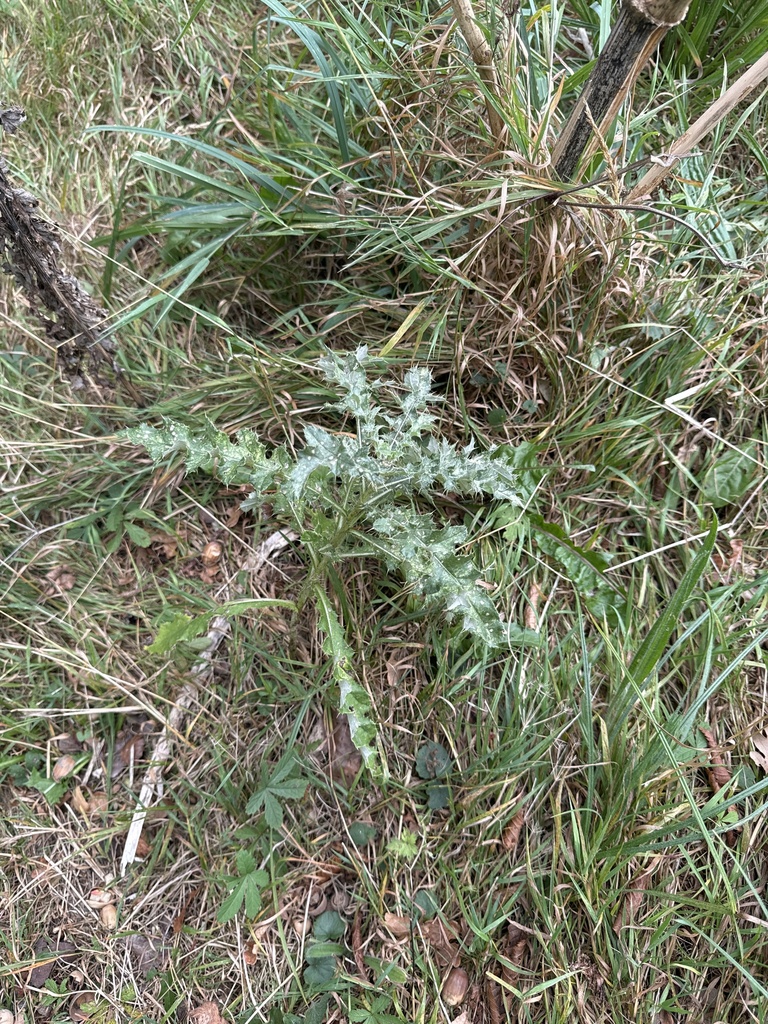 creeping thistle from University of East Anglia, Norwich, England, GB ...