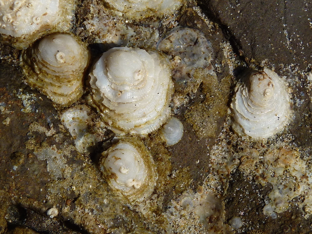 Pacific White Hoof Shell (Gastropods of the United States Pt.1 ...