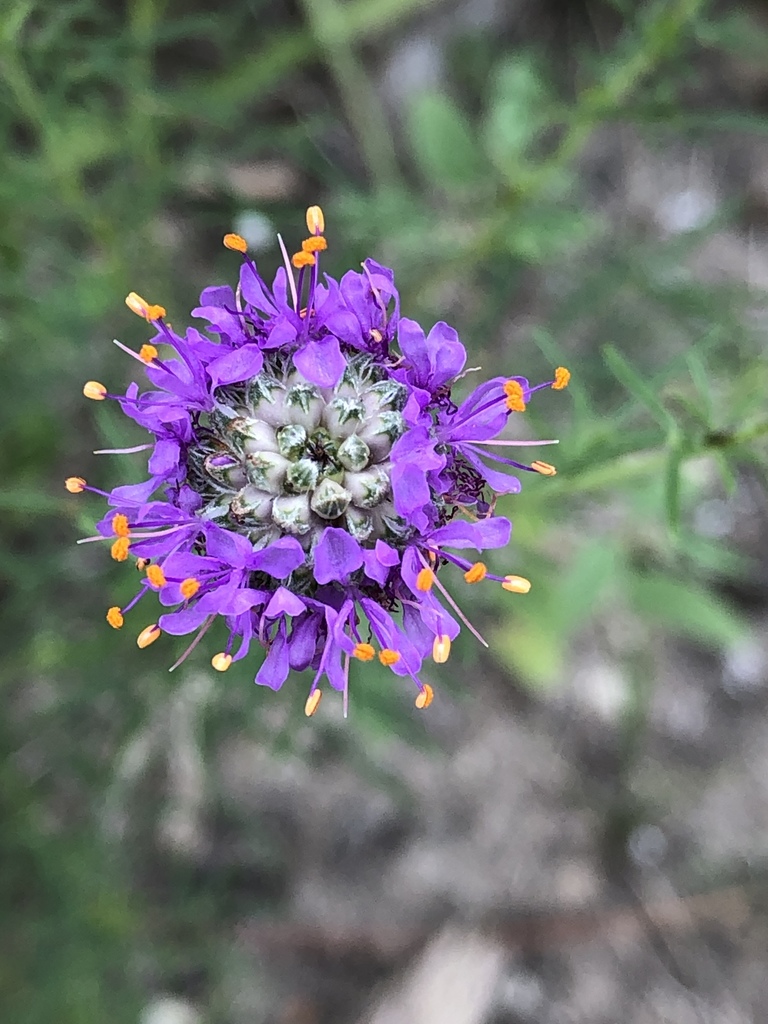 Compact Prairie Clover from 75021, Denison, TX, US on June 27, 2019 at ...