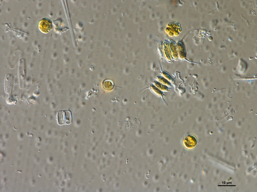 Chrysococcus rufescens · iNaturalist Mexico