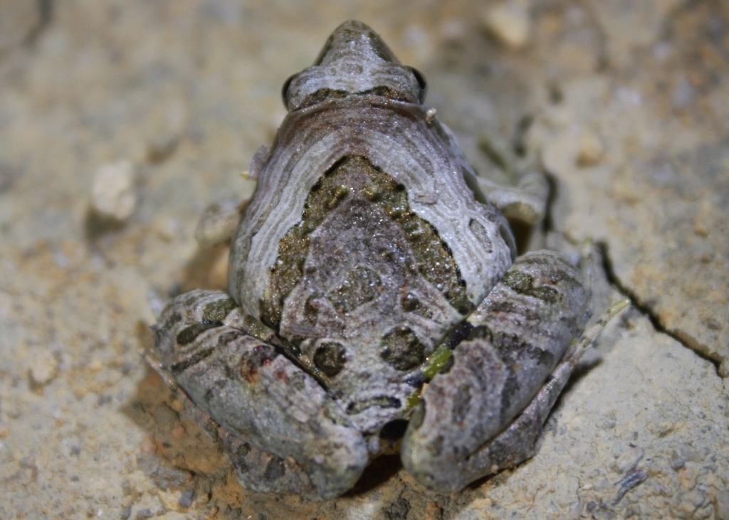 Beautiful Pygmy Frog (Frogs of XTBG) · iNaturalist