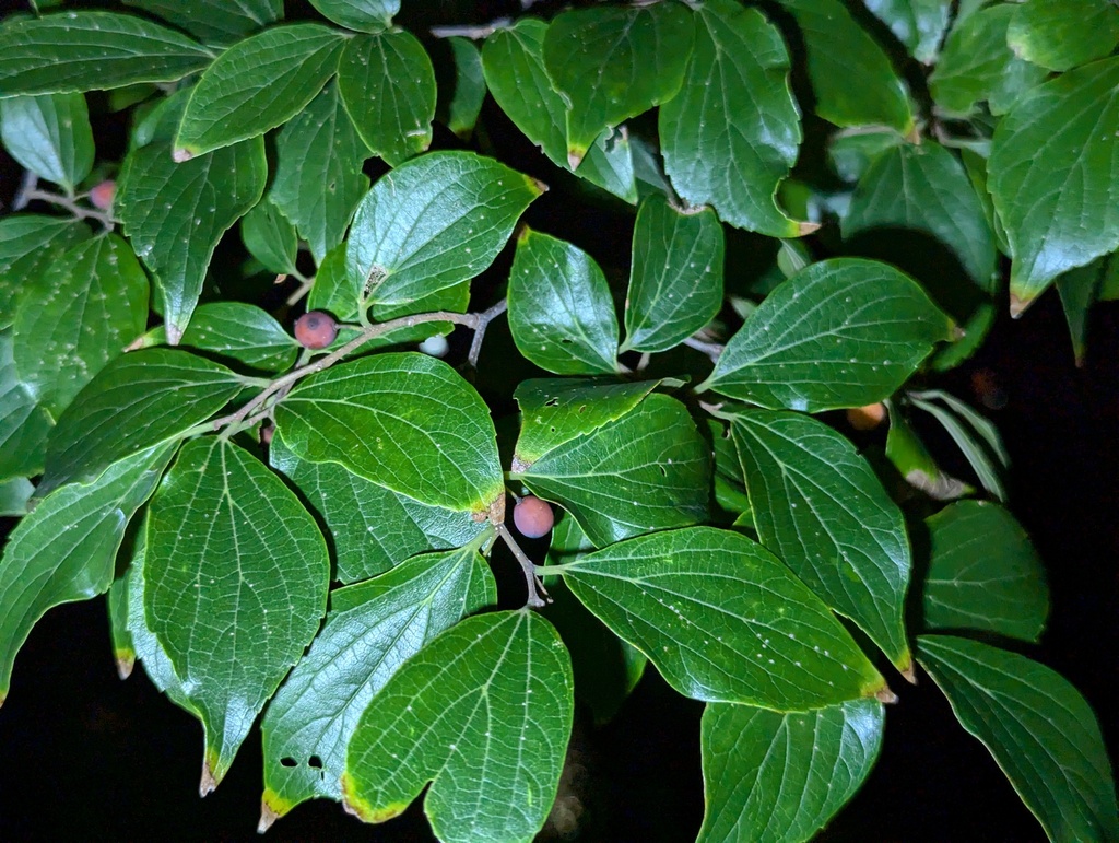 Chinese Hackberry from 日本京都府京都市下京区 on August 26, 2024 at 01:00 AM by MP ...