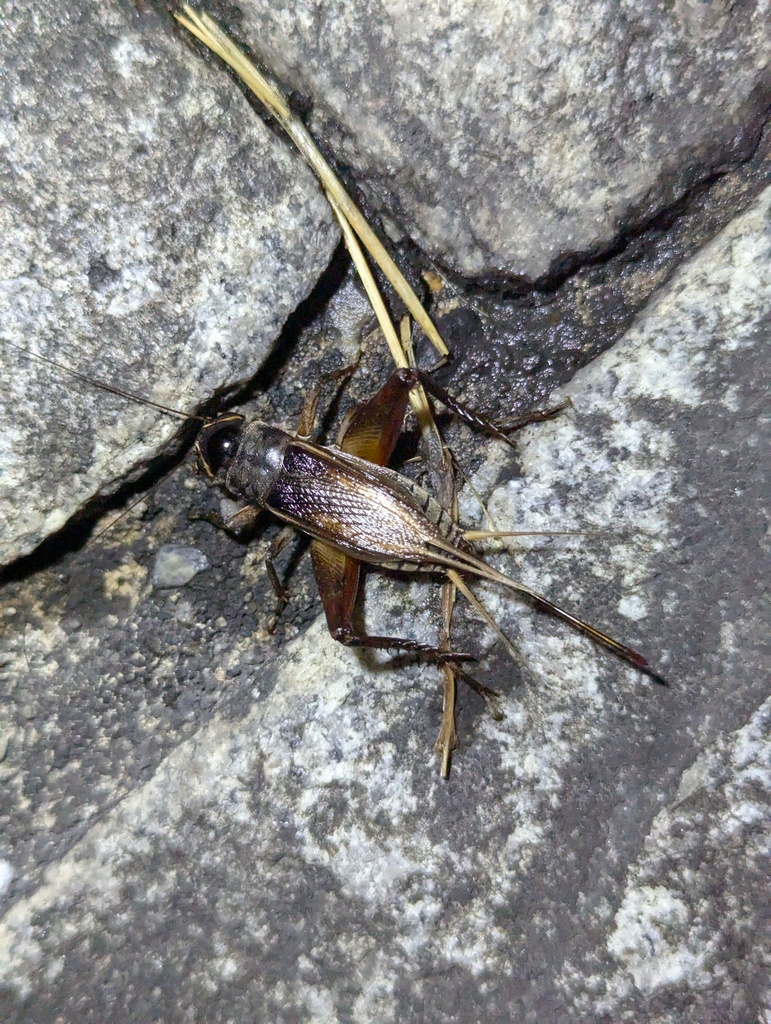 Emma Field Cricket from 日本京都府京都市东山区 on August 26, 2024 at 12:49 AM by ...