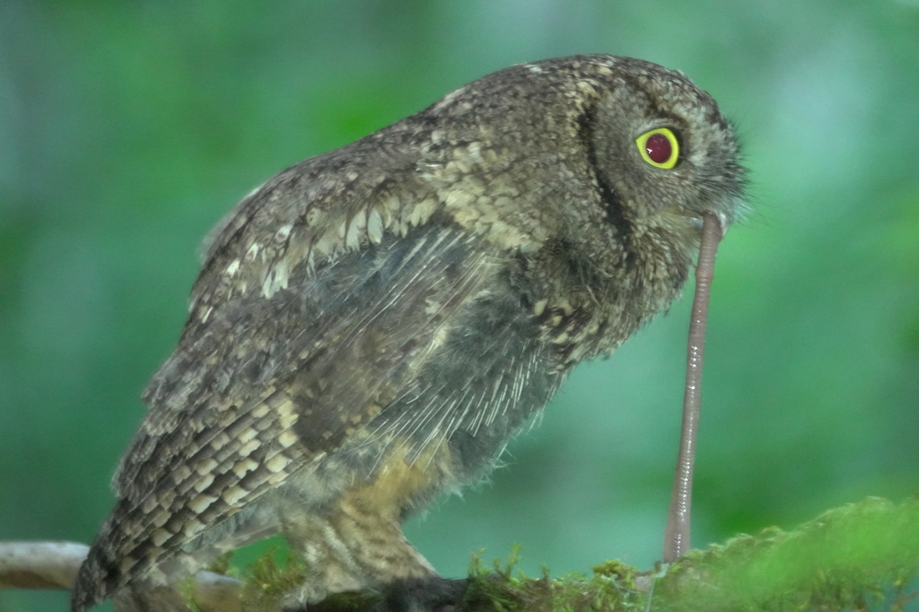 Western Screech-Owl from Lewis Creek Park (2), Cougar Mountain ...