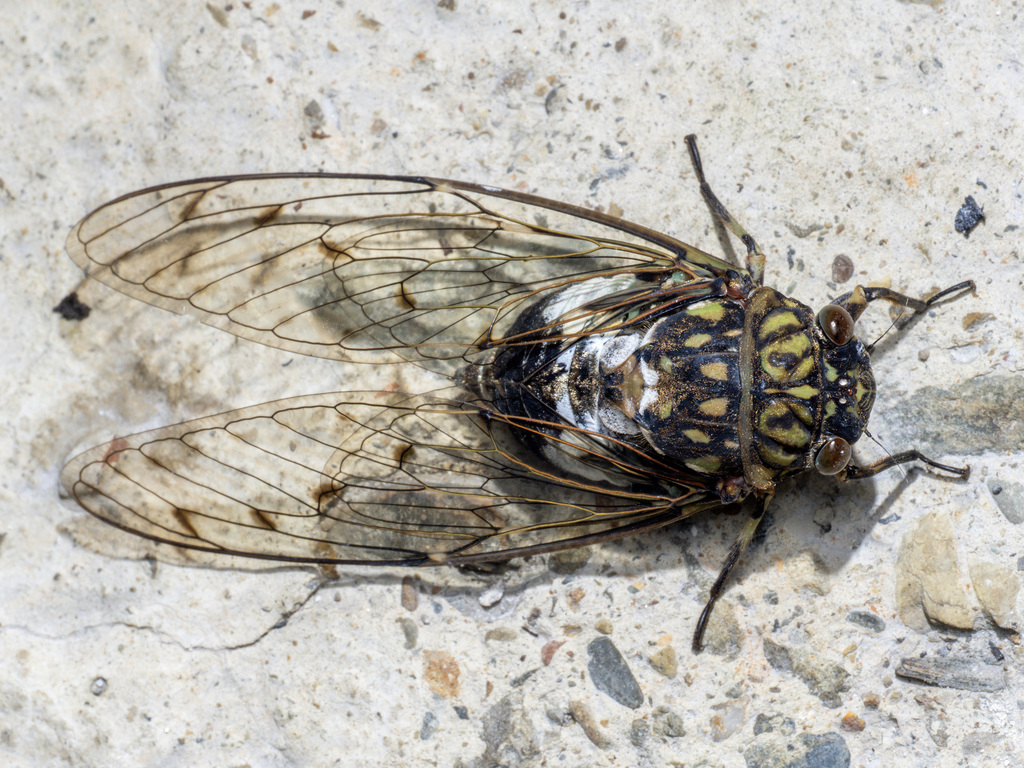 Robust Cicada in August 2024 by Sakern | 永隔一江水 · iNaturalist