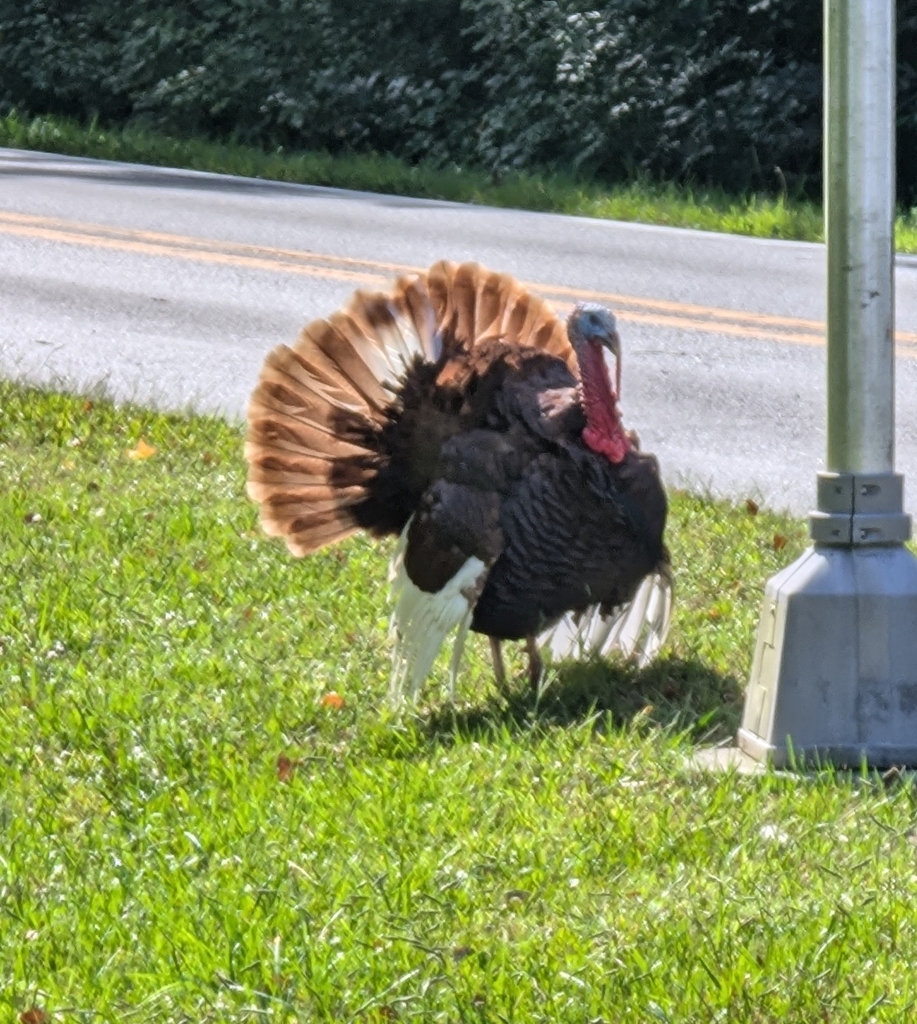 Wild Turkey from Sussex County, US-DE, US on September 19, 2024 at 10: ...