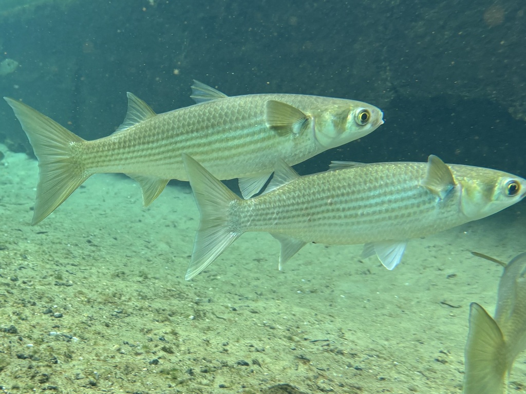 Sea Mullet (Mugil cephalus) - Marine Life Identification