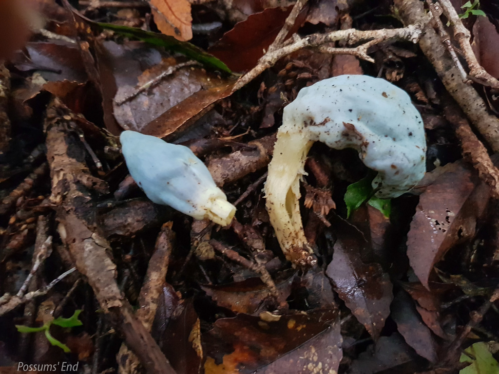 Blue Pouch Fungus from Owaka, New Zealand on June 27, 2019 at 12:01 PM ...
