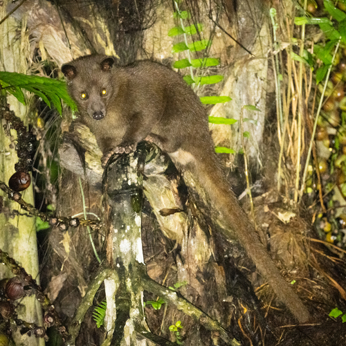 Subespecies Paradoxurus philippinensis lignicolor · iNaturalist Mexico
