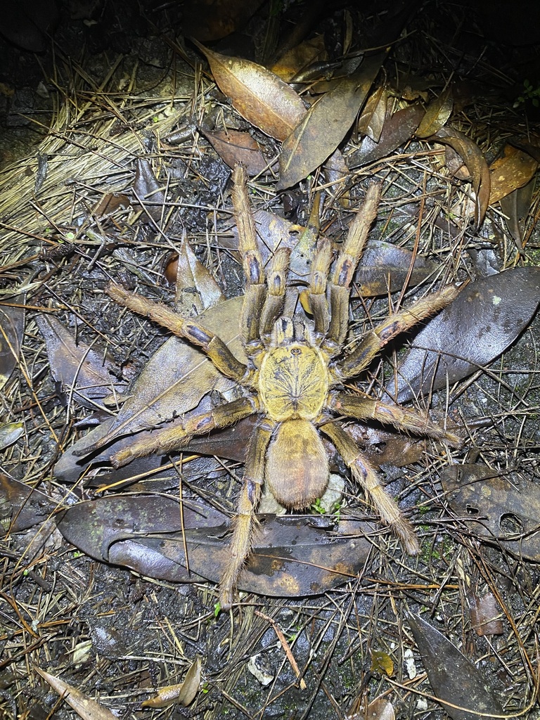 Chinese Giant Gold Tarantula in May 2024 by ong-siau-kun · iNaturalist