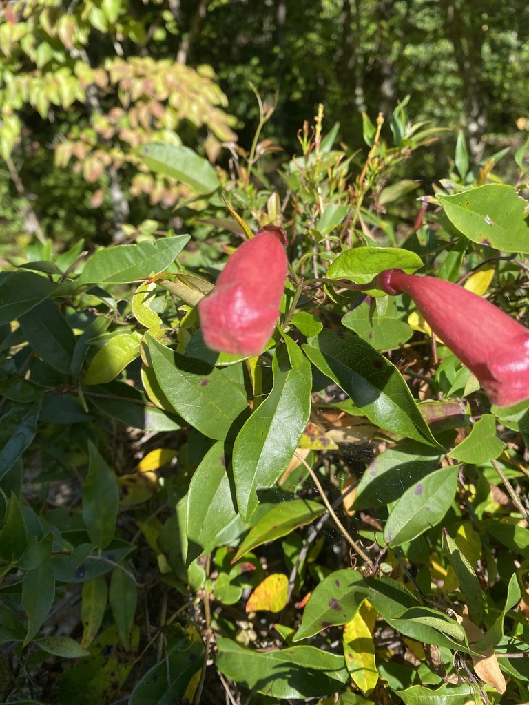 cross vine from Valley Rd NE, Gainesville, GA, US on September 19, 2024 ...