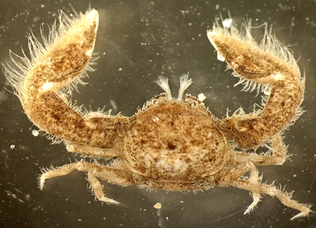 Raphidopus from 海南省海口市美兰区灵山镇 on September 16, 2024 at 01:46 AM by ...