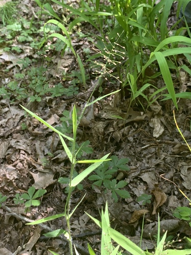 Variety Panicum acuminatum acuminatum · iNaturalist United Kingdom