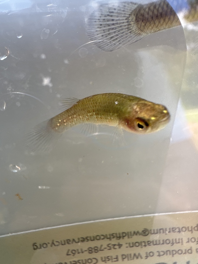 Golden Topminnow from CR-20, Elberta, AL, US on September 19, 2024 at ...