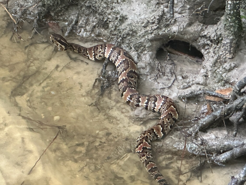 Florida × Northern Cottonmouth from Eufaula, AL, USA on September 18 ...