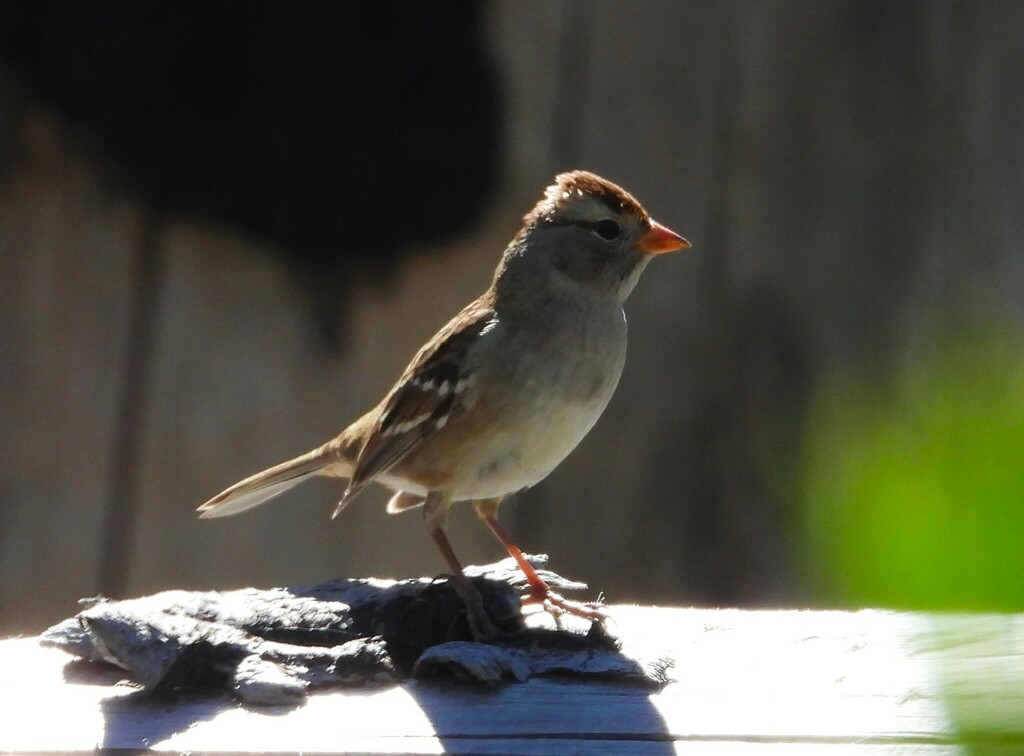 White-crowned Sparrow from Kittitas County, WA, USA on September 18 ...