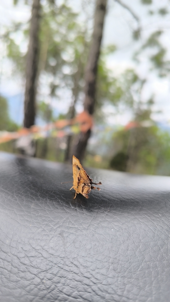 Butterflies from Satikhel, Dakshinkali 44600, Nepal on September 14 ...