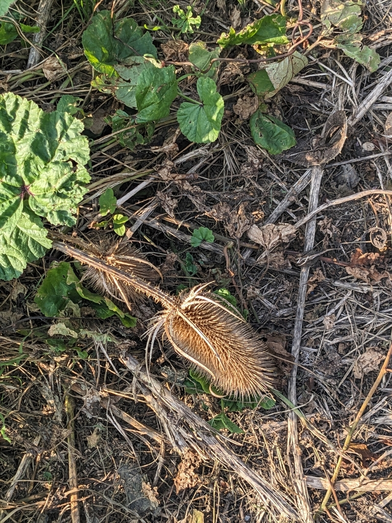 wild teasel from Michael Bevis, Uxbridge UB8 3FG, UK on September 19, 2024 at 04:08 PM by ...