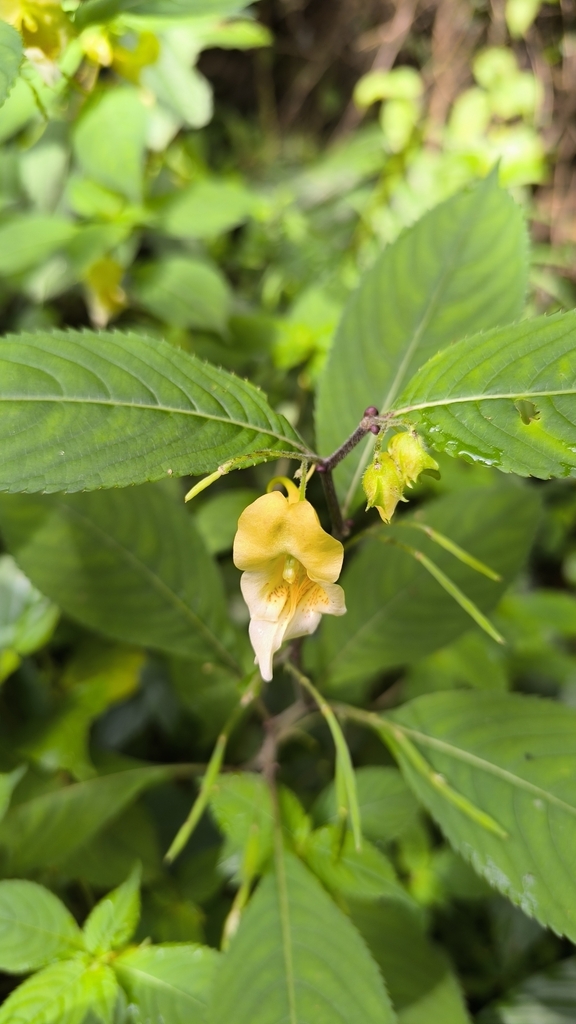 Impatiens tricornis from J7V7+8Q, Dakshinkali 44600, Nepal on September ...