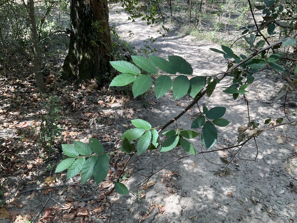 Winged Elm in August 2024 by sdavisplateau · iNaturalist