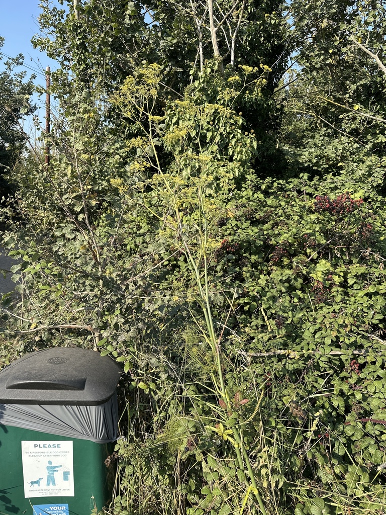 fennel from New Road, Southend-On-Sea, England, GB on September 19 ...
