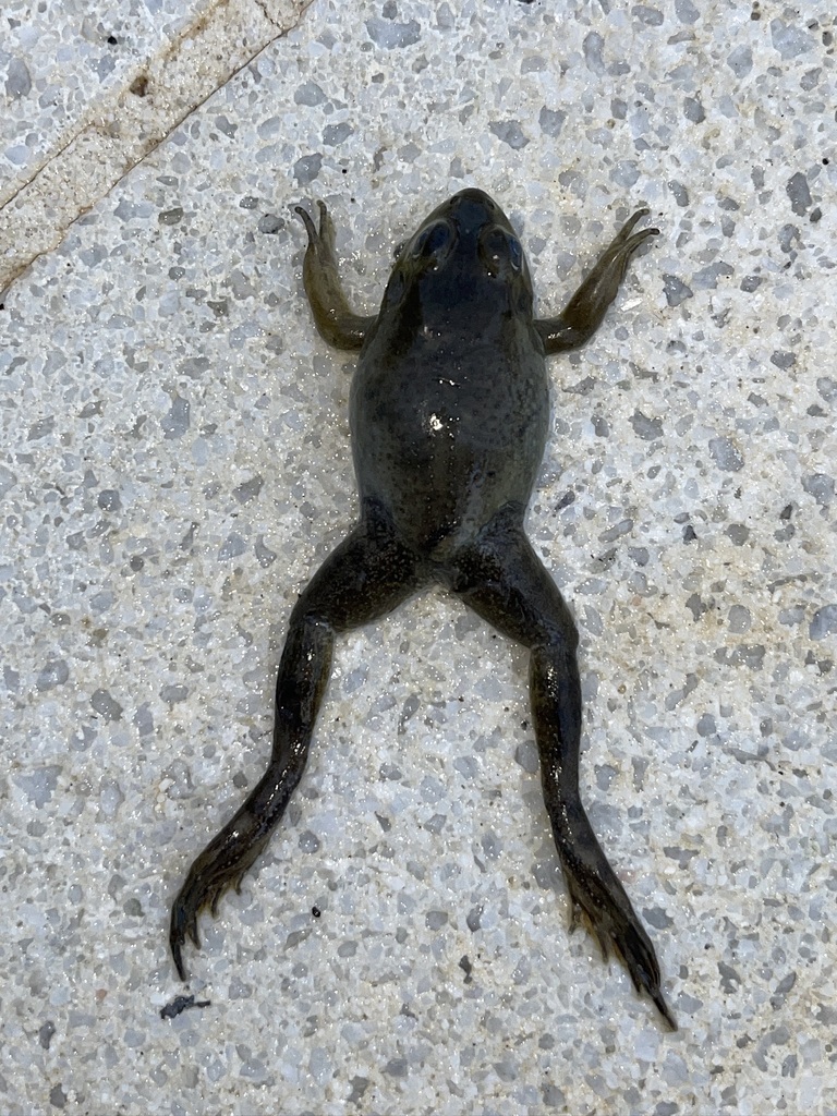 American Bullfrog from Myers Park, Tallahassee, FL 32301, USA on ...