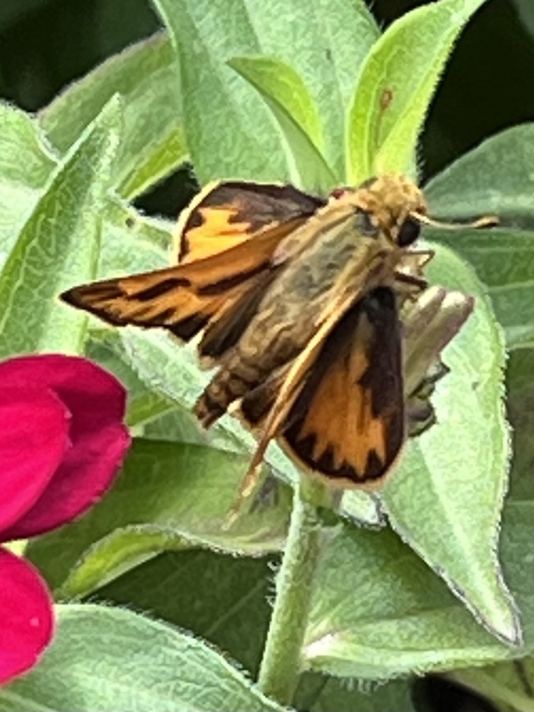 Fiery Skipper from Dell Delight Legion Park, Hollidaysburg, PA, US on ...