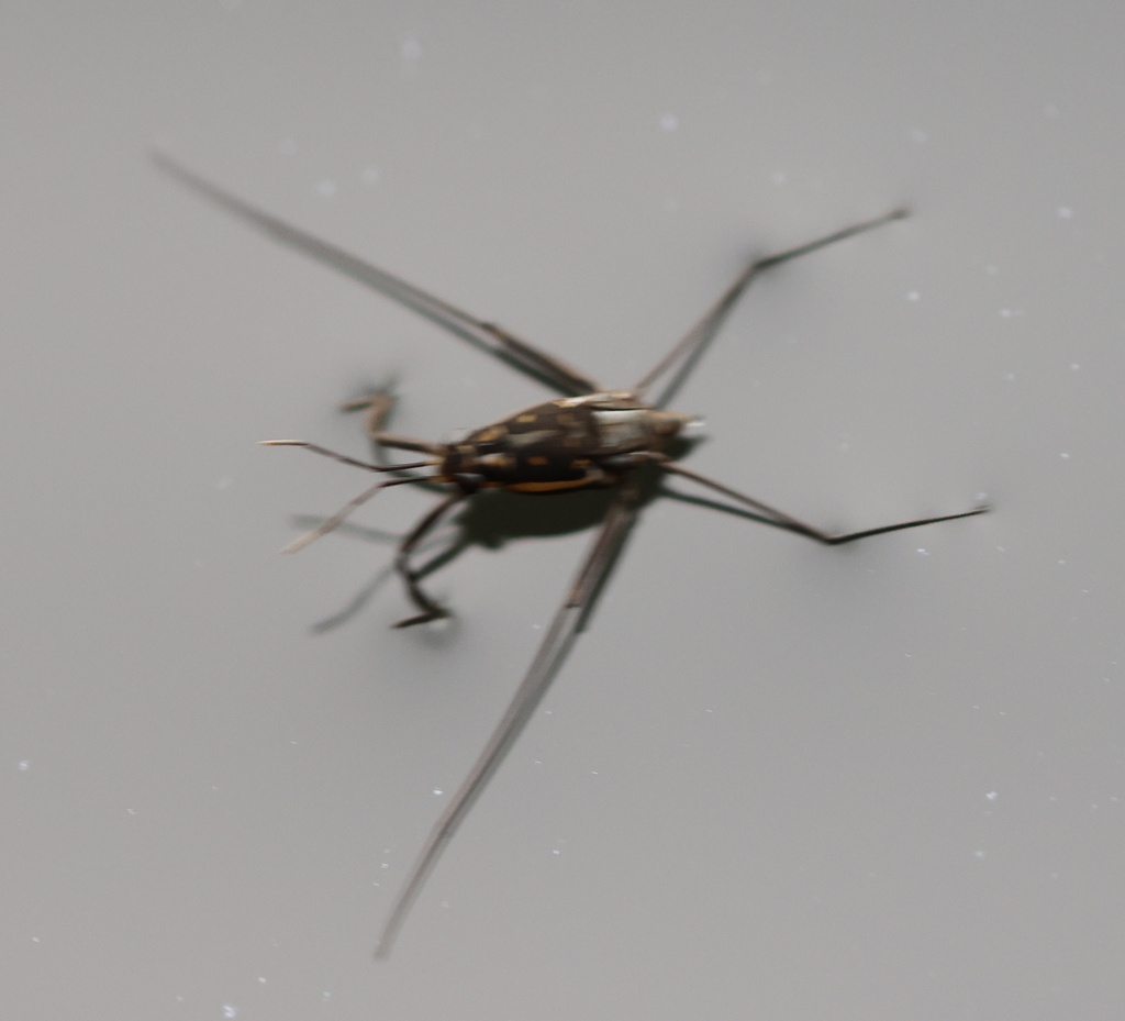 Trepobates subnitidus from Harrisburg, PA, USA on September 18, 2024 at ...