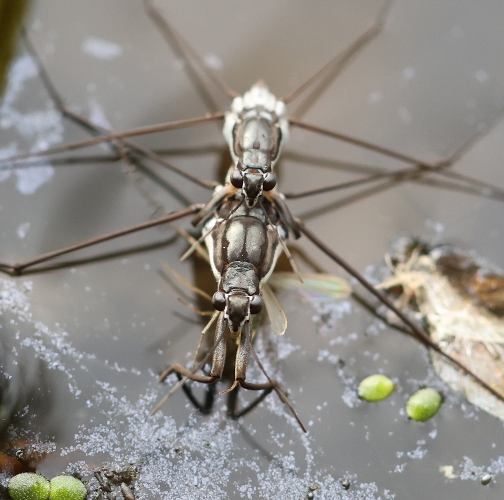Neogerris hesione from Harrisburg, PA, USA on September 18, 2024 at 04: ...