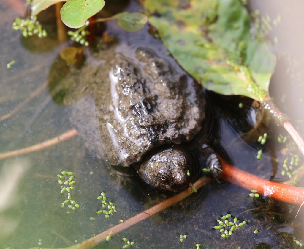 Common Snapping Turtle from Harrisburg, PA, USA on September 18, 2024 ...