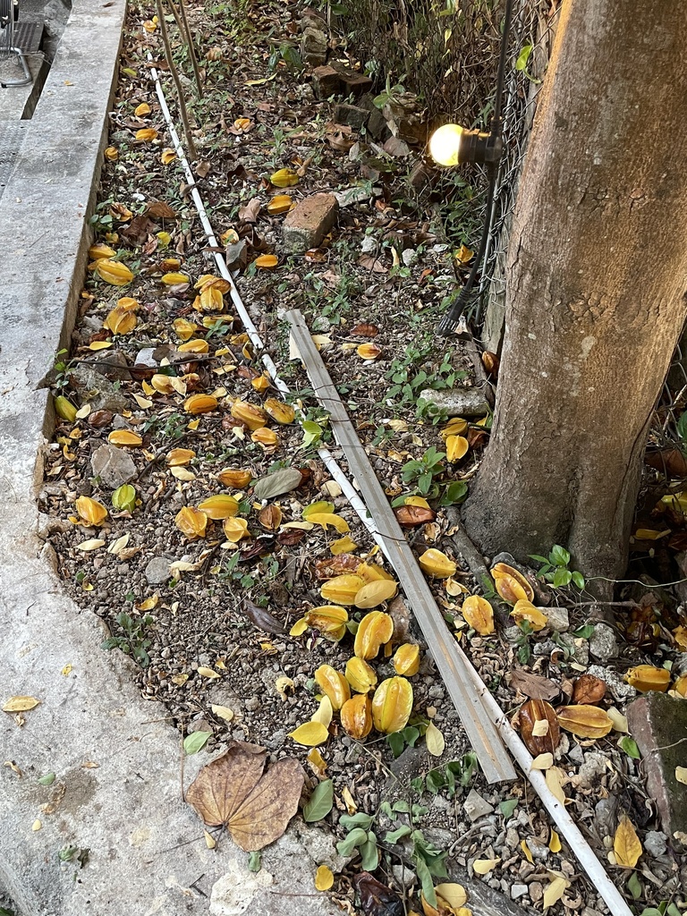 Starfruit from Man Nin St, 西贡, 新界, HK on November 19, 2022 at 05:18 PM ...