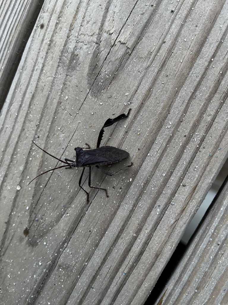 Giant leaf-footed bug from Ocean Blvd W, Holden Beach, NC, US on ...