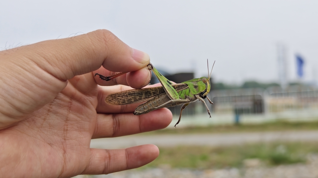 African migratory locust from Beijing, Beijing, CN on September 18 ...
