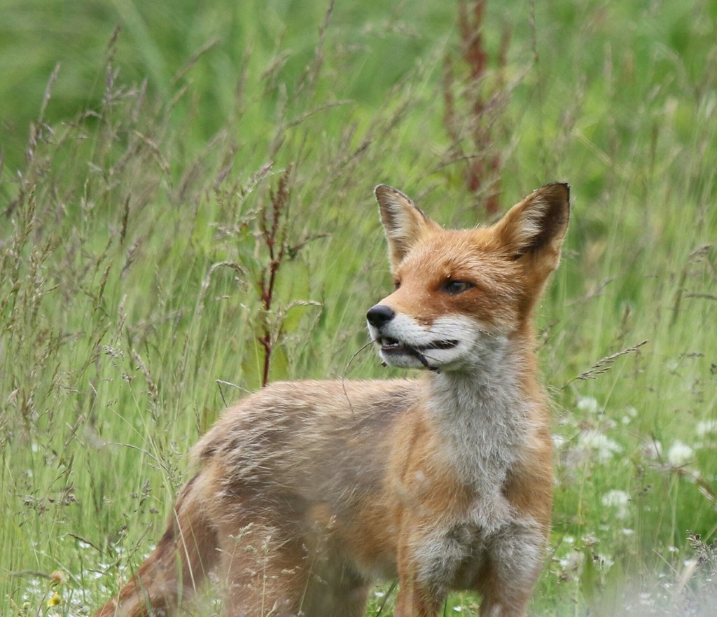Ezo Red Fox (Vulpes vulpes schrencki) - Know Your Mammals