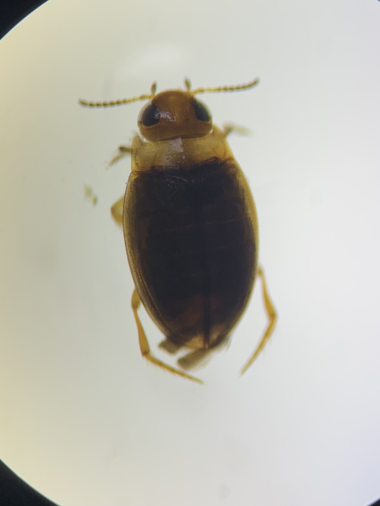 Uvarus lacustris from Lincoln Parish, LA, USA on May 26, 2023 at 05:02 ...