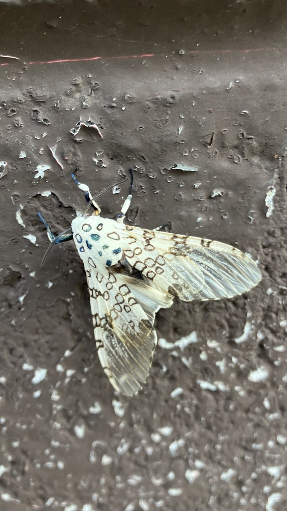 Hypercompe from Calle Licenciado Victoriano Anguiano, Morelia, Mich ...