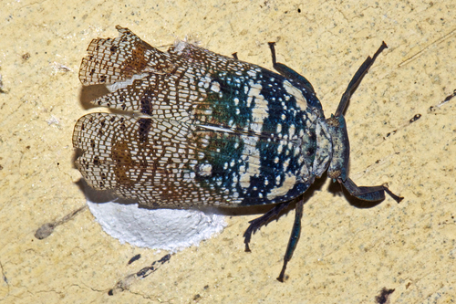género Messena · NaturaLista Colombia