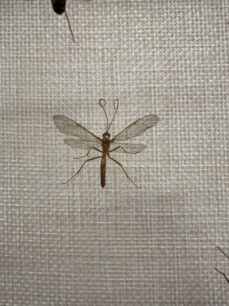 Netelia from The University of British Columbia, Greater Vancouver, BC ...