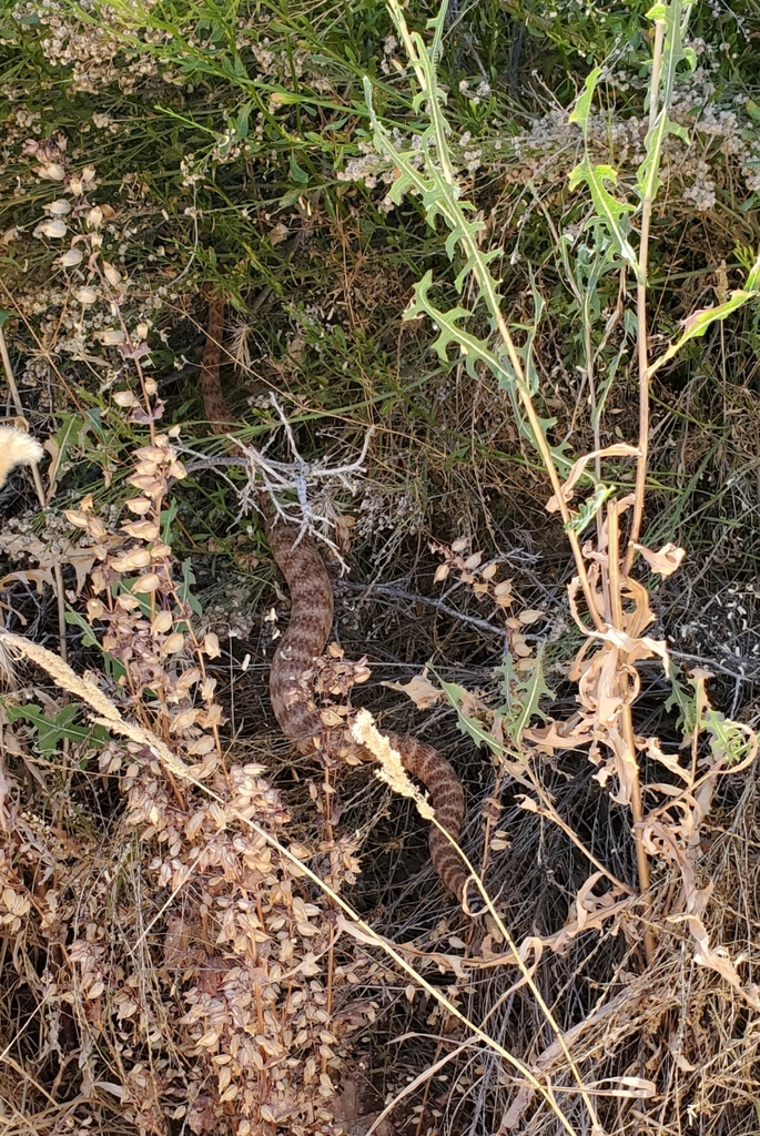 Southwestern Speckled Rattlesnake from Black Canyon City, AZ 85324, USA ...