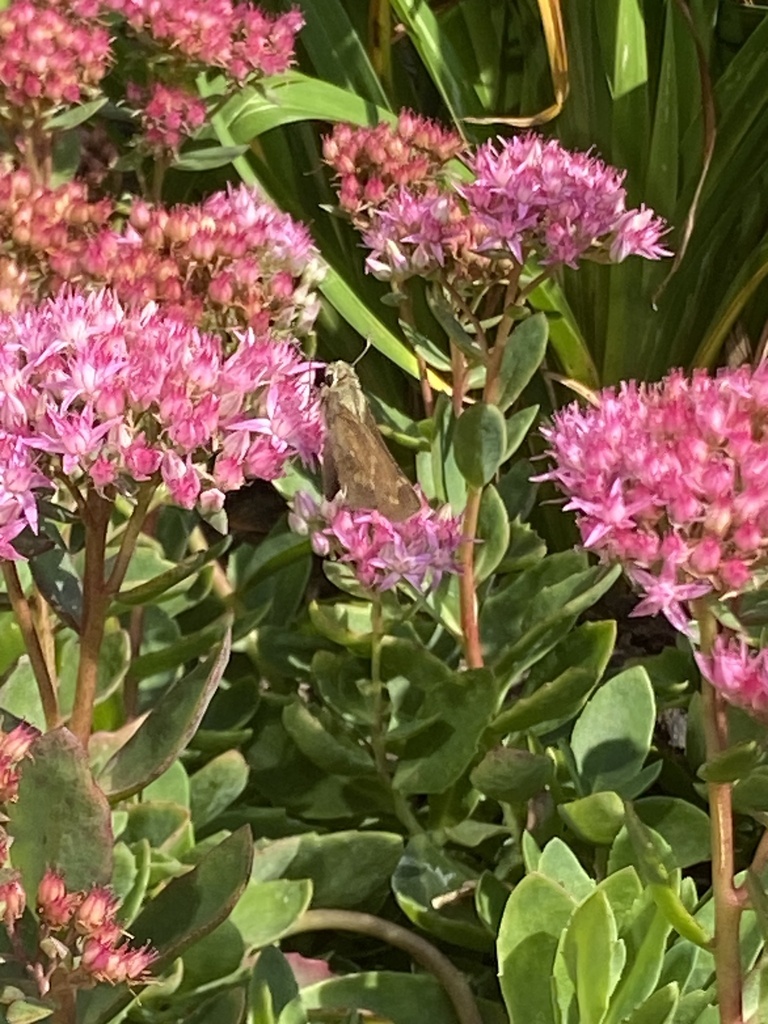 Huron Sachem from Gettysburg College, Gettysburg, PA, US on September ...