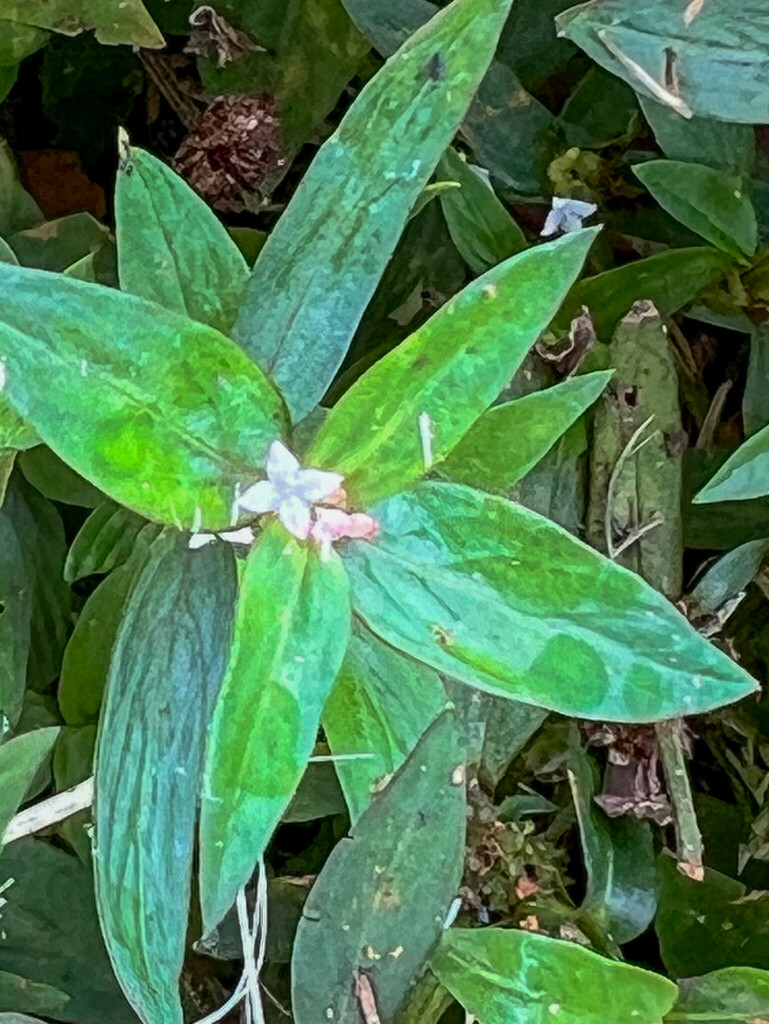 Woodland false buttonweed from Sumter County, FL, USA on September 16 ...
