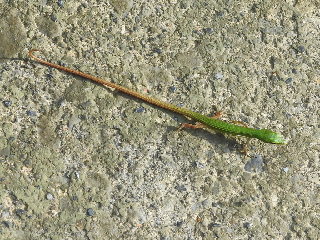 Green Grass Lizard in September 2024 by Wouter Koch · iNaturalist