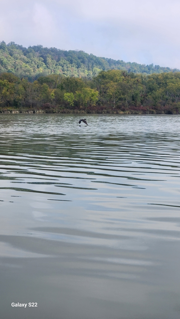 Double-crested Cormorant from Liberty Township, PA, USA on September 16 ...