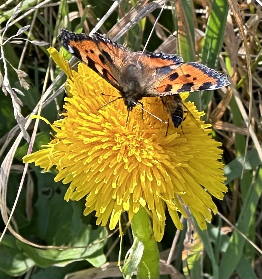 Small Tortoiseshell from Spey Valley Drive, Aberlour, Scotland, GB on ...