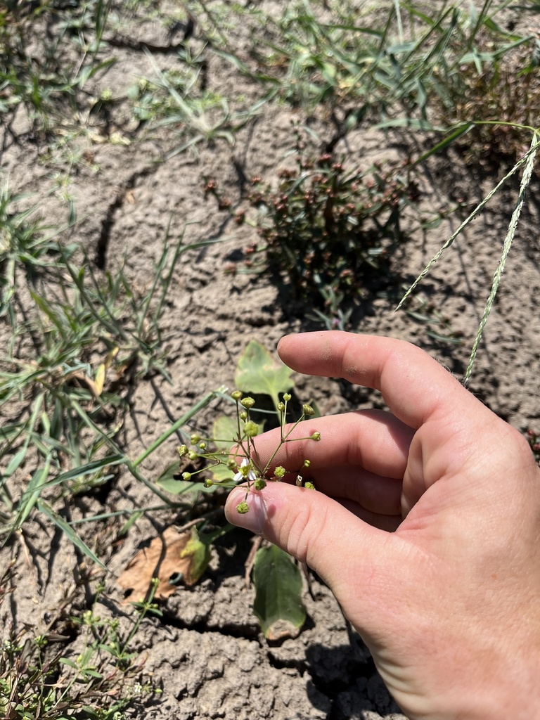 northern water-plantain from Little Blue Trace Trail, Independence, MO ...