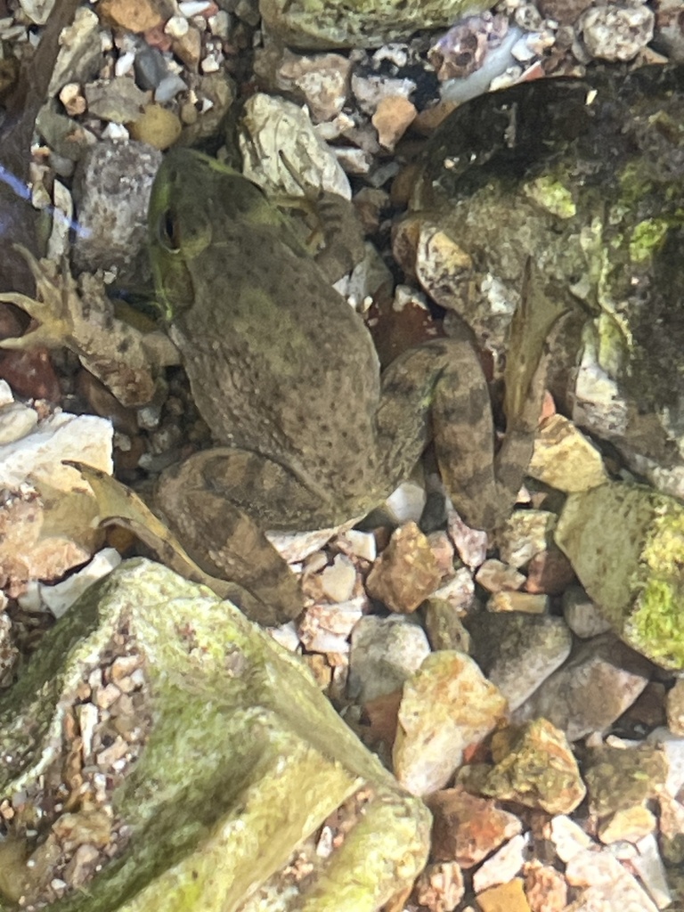 American Bullfrog from Glencoe Rd, Wildwood, MO, US on September 19 ...