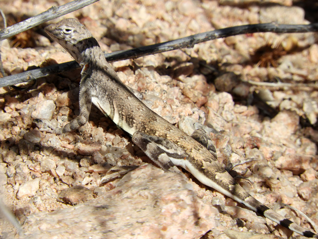 Zebra-tailed Lizard from Organ Pipe Cactus National Monument, Pima ...