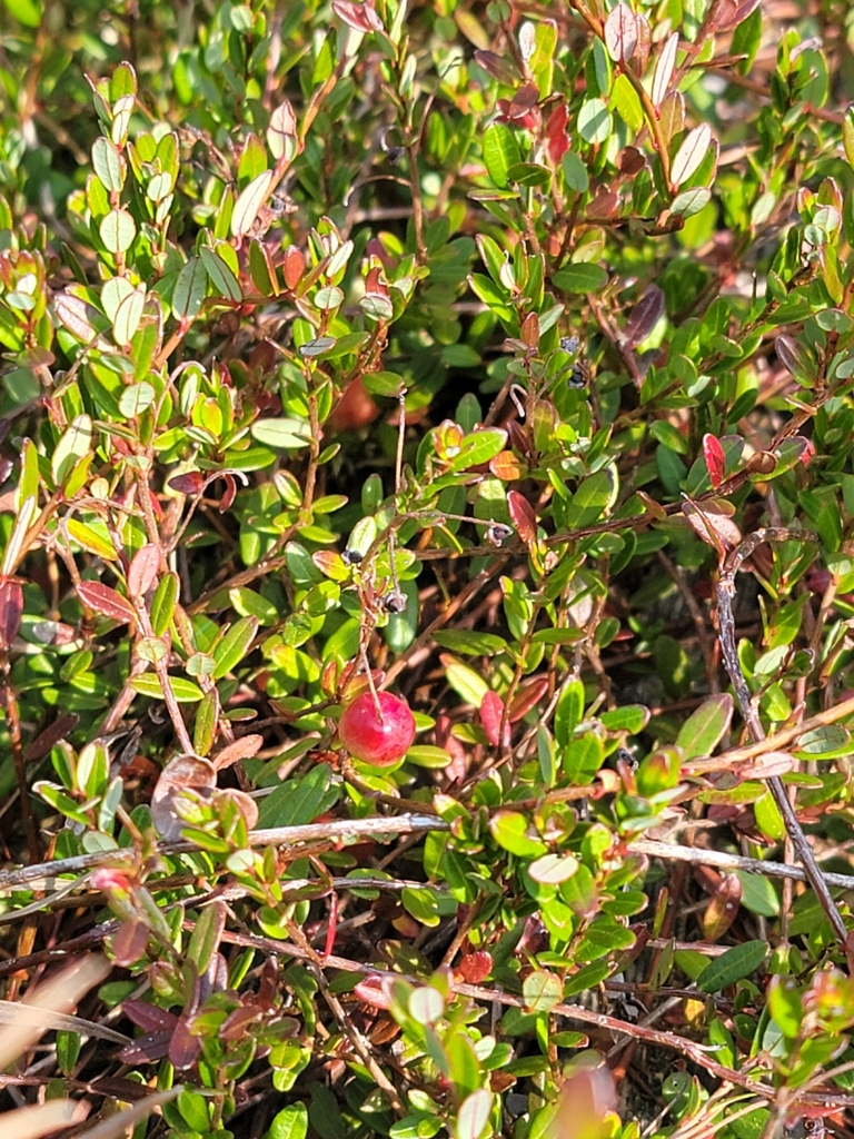 American Cranberry from Poestenkill, NY, USA on September 19, 2024 at ...
