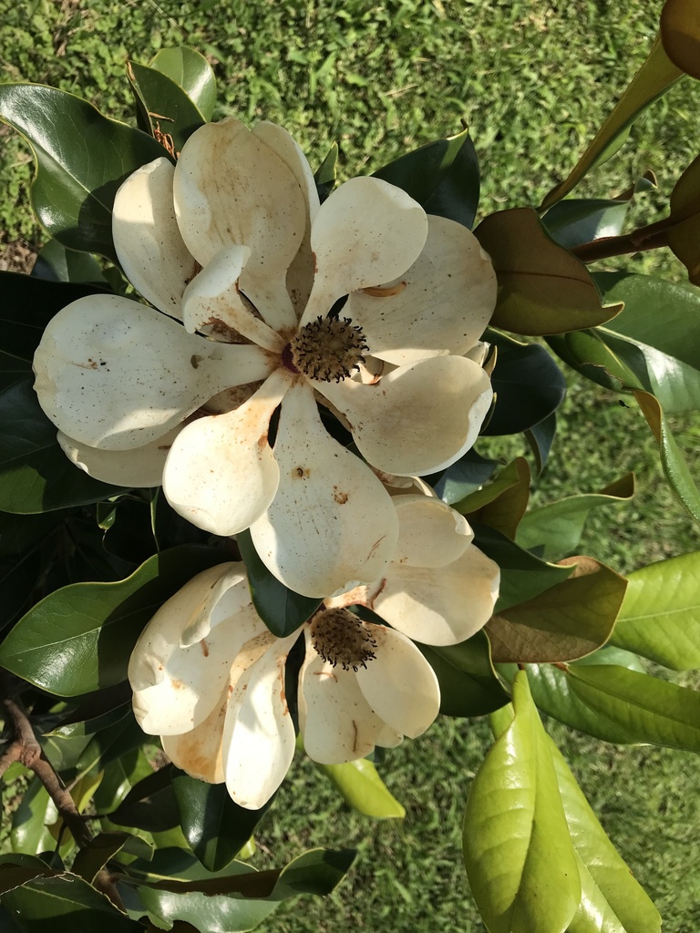 southern magnolia from Calle Sierra del Nevado, Ciudad Guzmán, Jal., MX ...