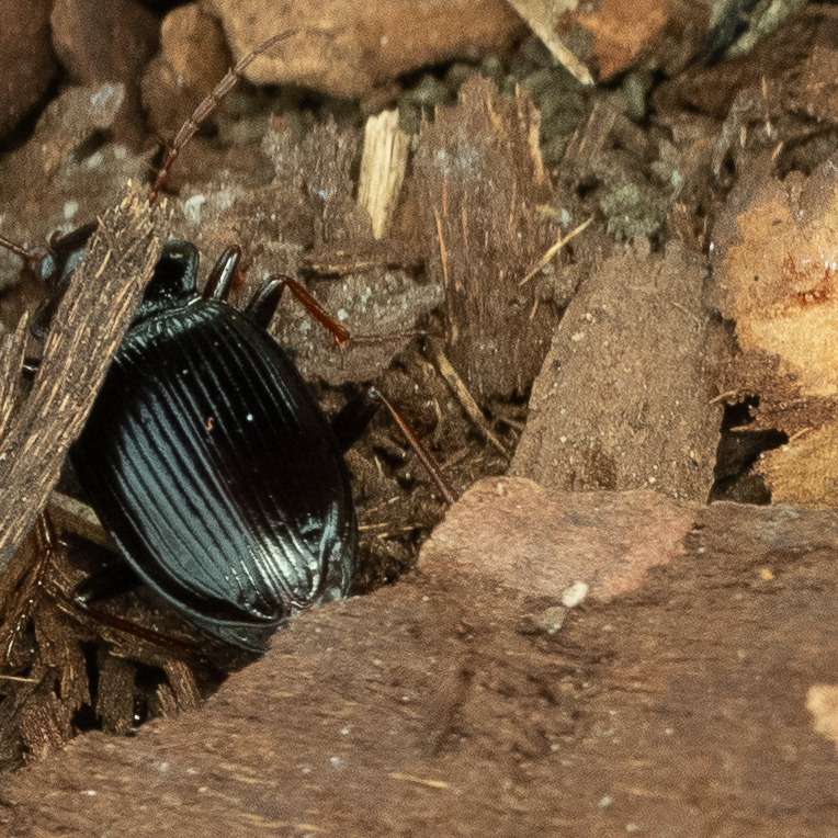 European Gazelle Beetle in September 2024 by Alan Yoshioka · iNaturalist